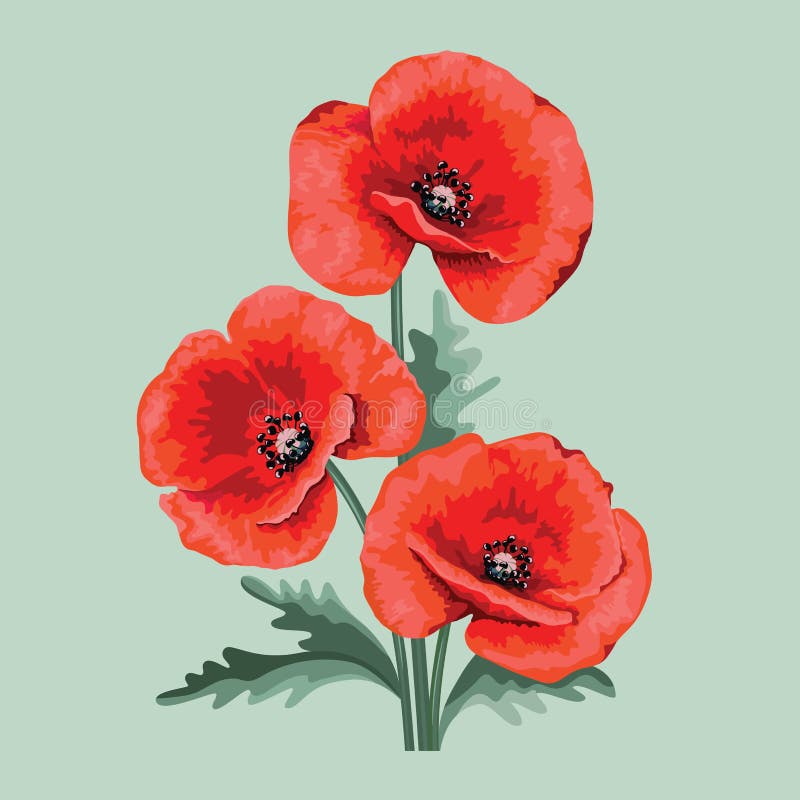 Bouquet of Red poppy. stock illustration. Illustration of design - 46104018