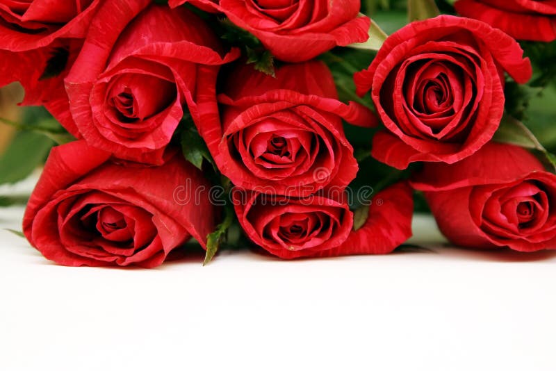 Blue rose stock photo. Image of blue, nature, blossom - 16824482