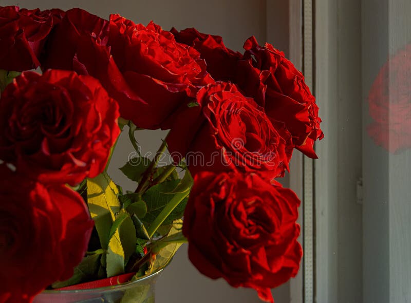Bouquet of Red Roses As a Birthday Present Stock Image - Image of ...