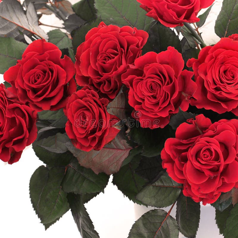 A Bouquet of Red Roses. Red Roses Close Up Stock Photo - Image of green ...