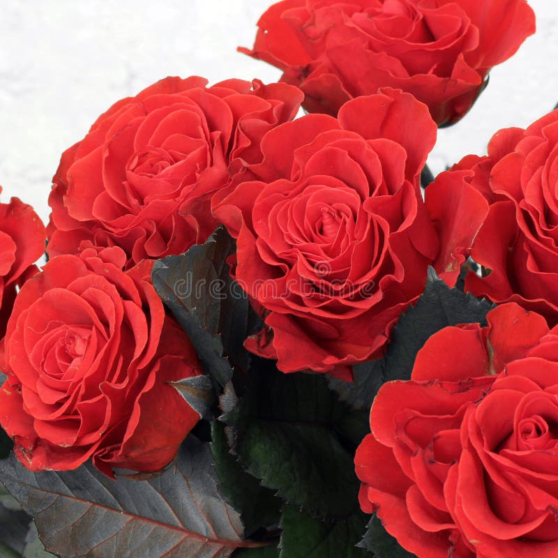 A Bouquet of Red Roses. Red Roses Close Up Stock Photo - Image of roses ...