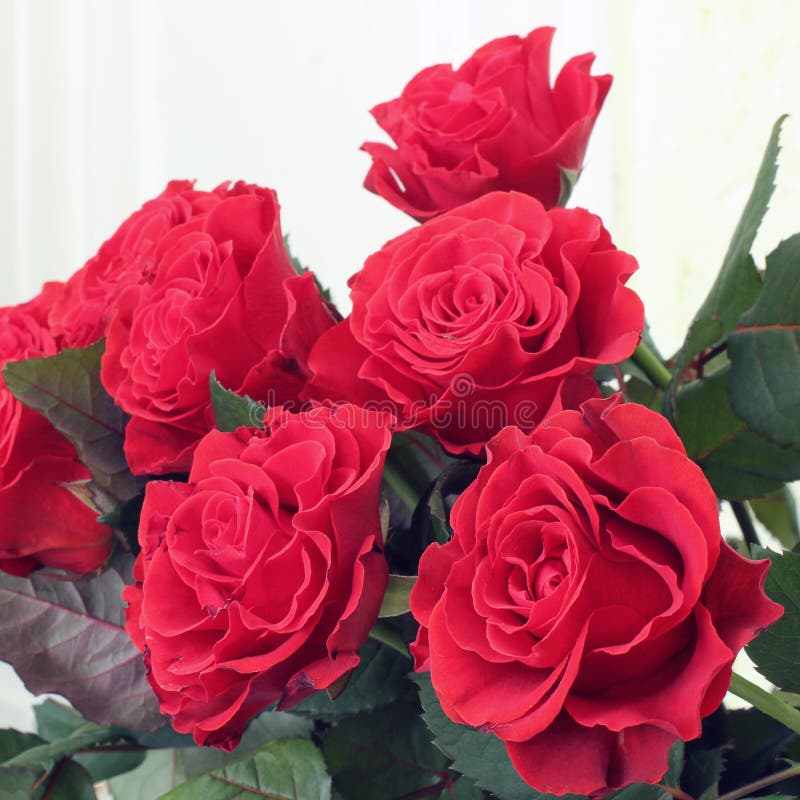 A Bouquet of Red Roses. Red Roses Close Up Stock Image - Image of macro ...