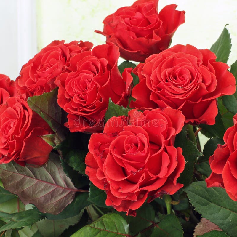 A Bouquet of Red Roses. Red Roses Close Up Stock Photo - Image of ...