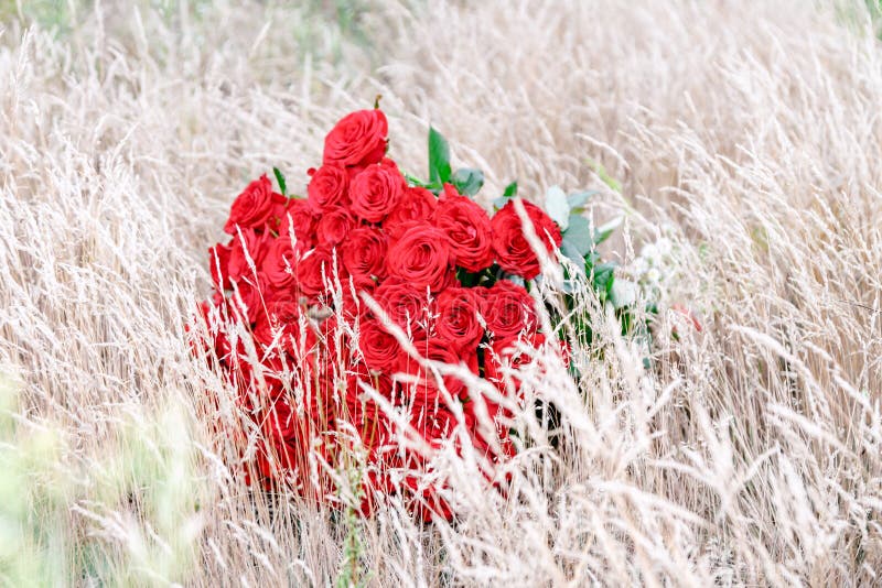 A Bouquet of 100 Red Roses in a Field on the Grass Stock Photo - Image ...