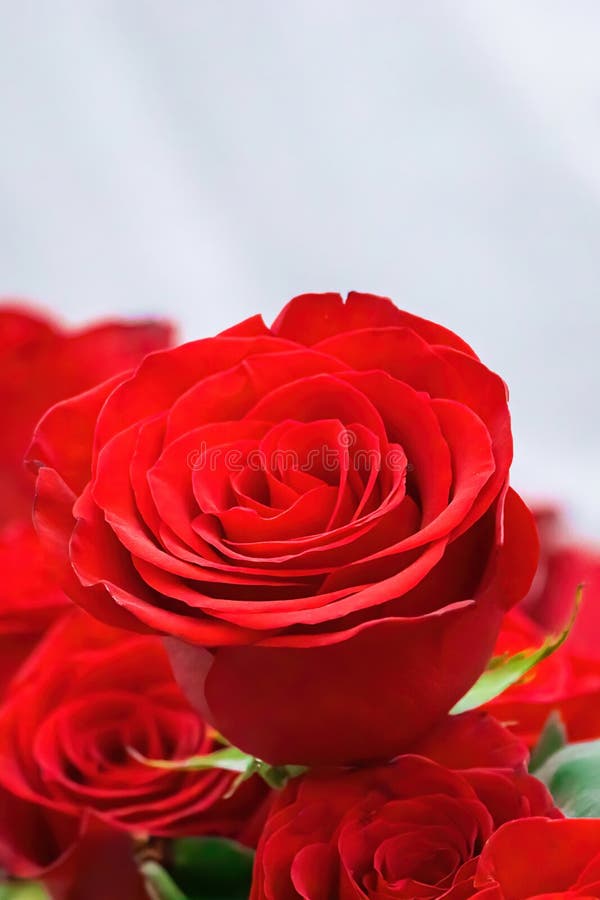 Bouquet of Red Roses in Flower Shop. Stock Photo - Image of love, shop ...