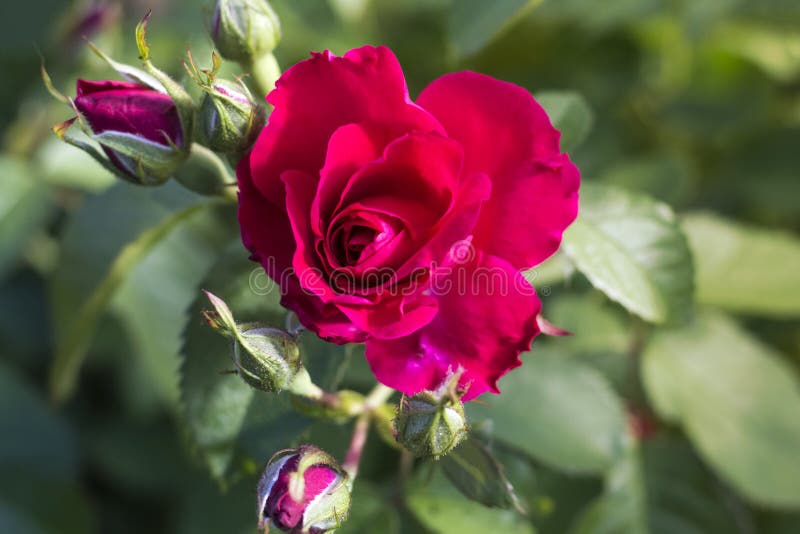 Bouquet of Red Roses Growing in the Home Garden Stock Image - Image of ...