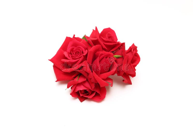 Bouquet of Red Roses Isolated on a White Background Stock Image - Image ...