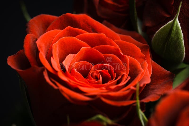 Bouquet with Red Roses on the Rustic Background Stock Image - Image of ...