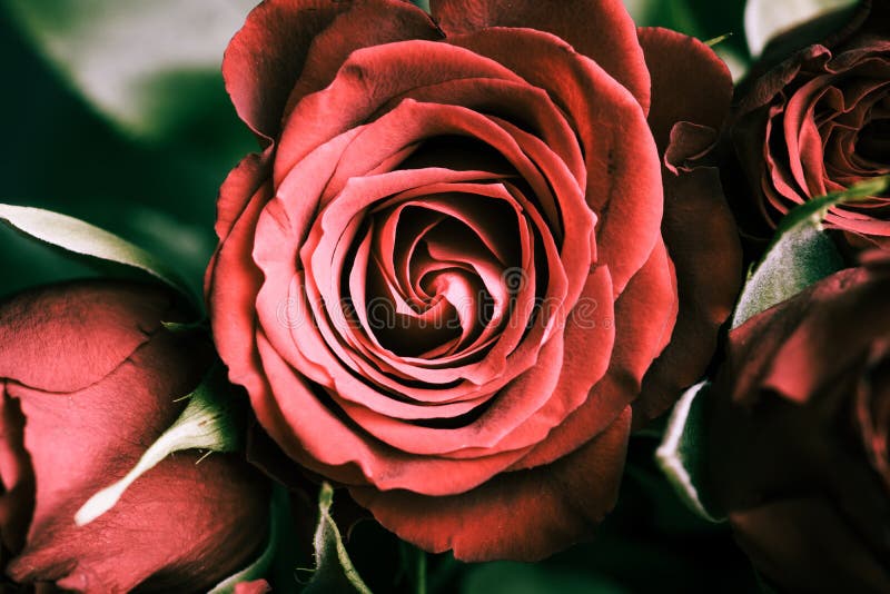 Bouquet with Red Roses on the Rustic Background Stock Image - Image of ...