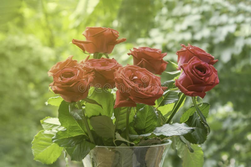 Bouquet of Red Roses in the Sunlight.Toned Stock Photo - Image of ...