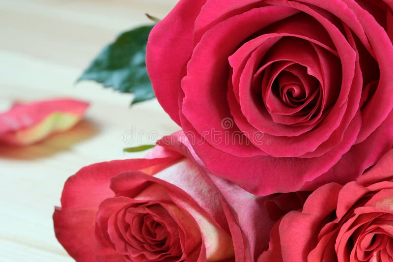 Bouquet of Red Roses on Table Stock Image - Image of gift, bloom: 319149023