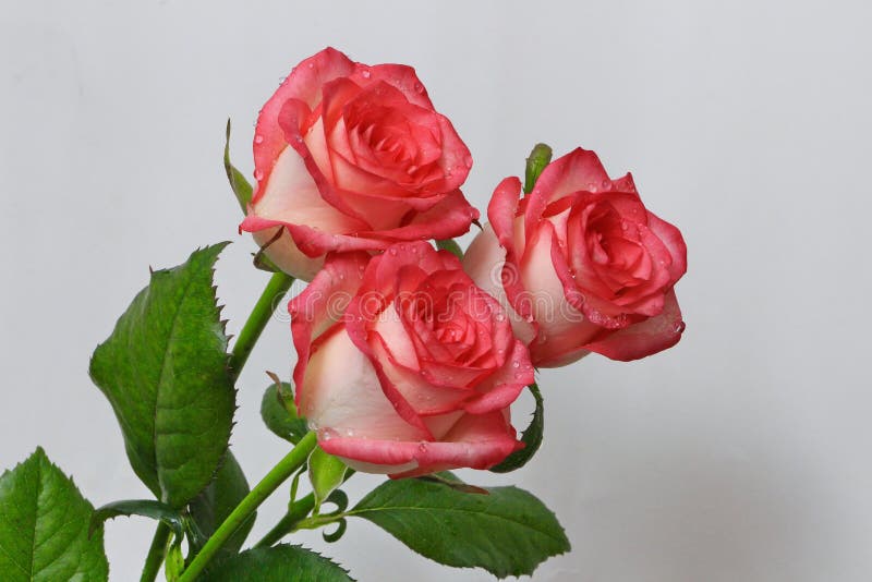 A Bouquet of Red Roses from Three Buds on a White Background Stock ...