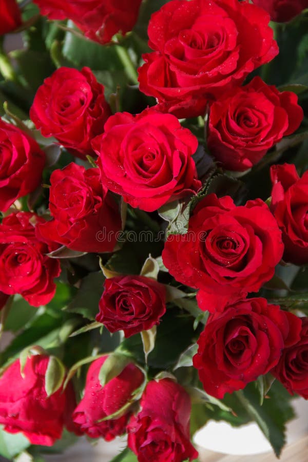 The Bouquet of Red Roses in a Vase Stock Image - Image of stem ...
