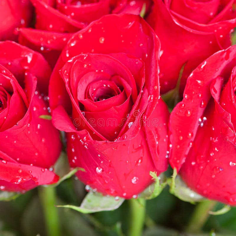 Bouquet of Red Roses with Water Drops Stock Image - Image of bouquet ...