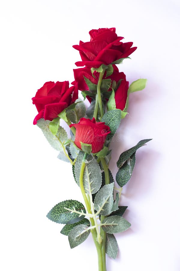 Bouquet of Red Roses on White Background Stock Photo - Image of women ...