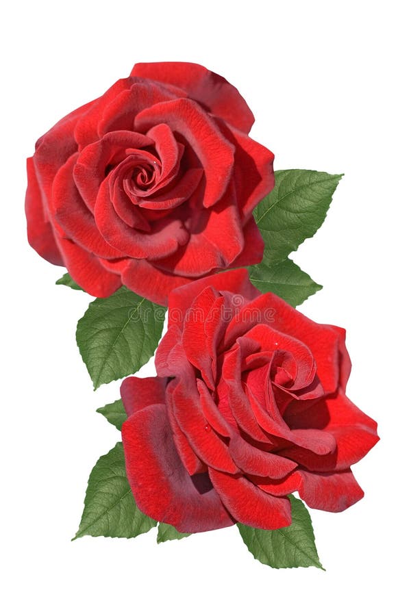 A Bouquet of Red Roses on a White Background. Stock Photo - Image of ...