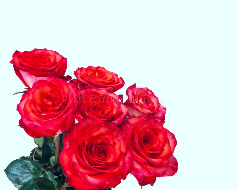 Bouquet of Red Roses on the White Background Stock Image - Image of ...