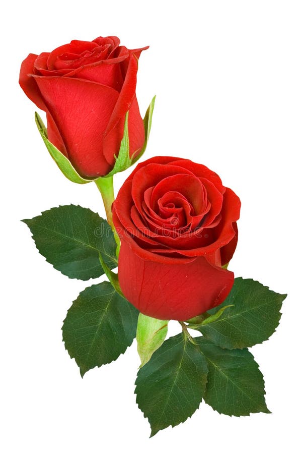 A Bouquet of Red Roses on a White Background. Isolated Stock Photo ...