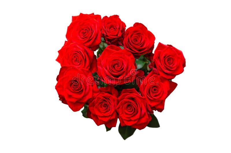 Bouquet of Red Roses on a White Background Stock Photo - Image of ...
