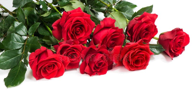 602,163 Roses Stock Photos - Free & Royalty-Free Stock Photos from ...