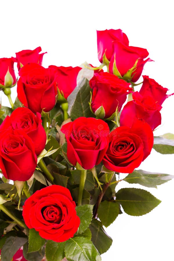 Red roses stock photo. Image of blooming, holiday, perennial - 286853946