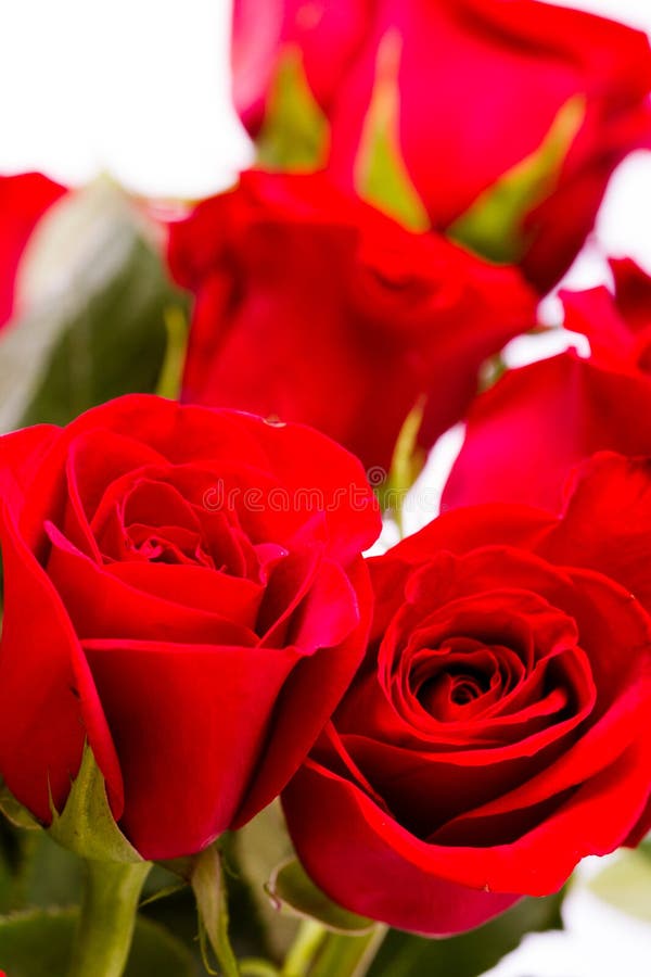 Red roses stock photo. Image of wraping, bouquet, wrapped - 286952770