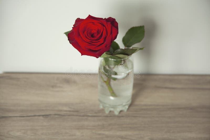 Bouquet of red roses stock image. Image of gift, rose - 216717567