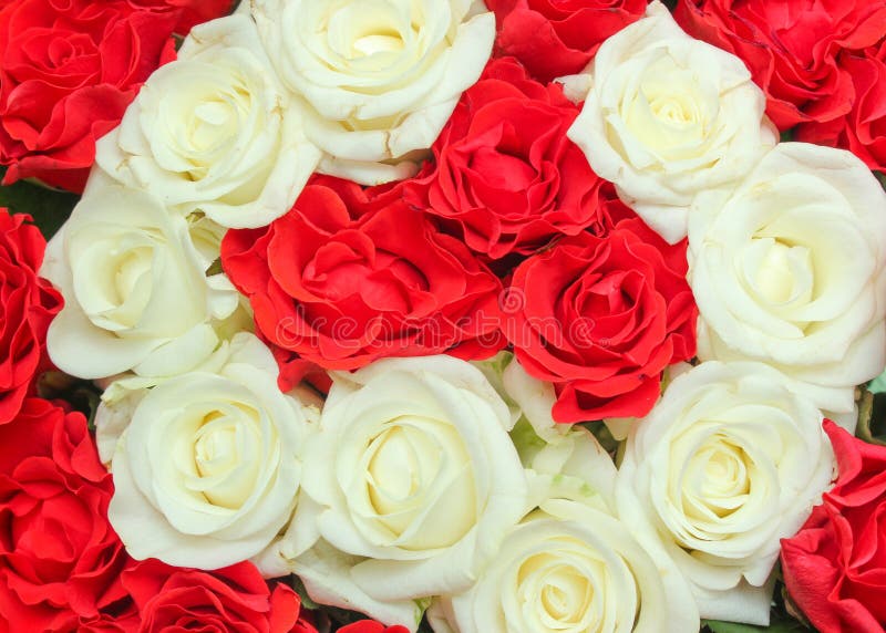 Bouquet of Red and White Roses. Stock Image - Image of soft, spring ...