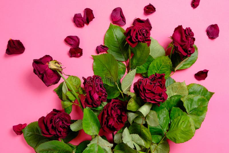 Bouquet of Red Wilted Roses on a Pink Background Stock Image - Image of ...
