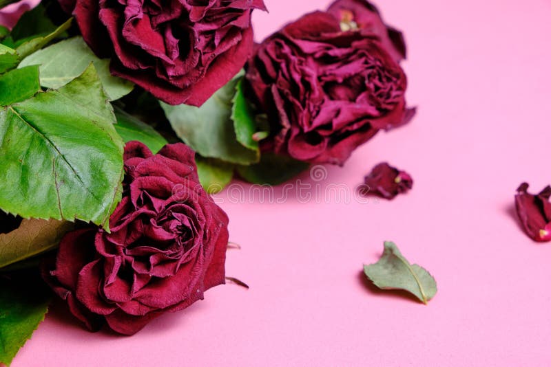 Bouquet of Red Wilted Roses on a Pink Background Stock Image - Image of ...