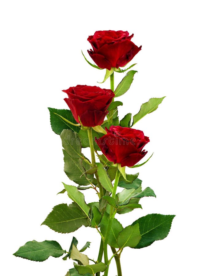 Bouquet Romantique De Trois Fleurs De Rose De Rouge Image stock - Image ...