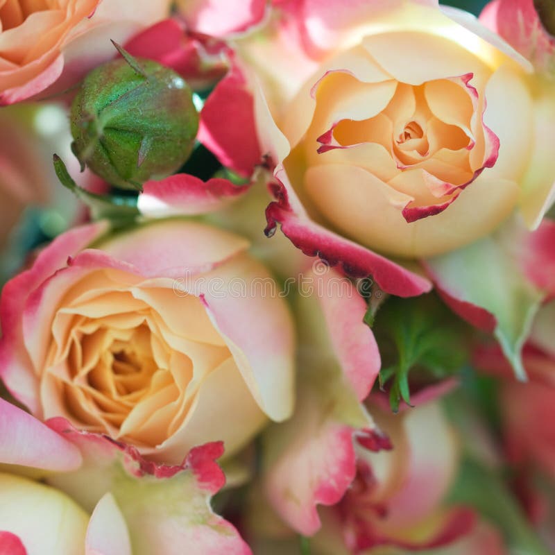 Bouquet of roses stock image. Image of bouquet, fresh - 13900273