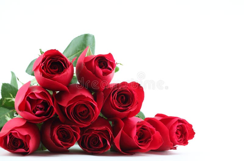 Blue rose stock photo. Image of blue, nature, blossom - 16824482