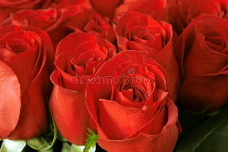 Bouquet of five roses stock photo. Image of roses, bright - 1804488