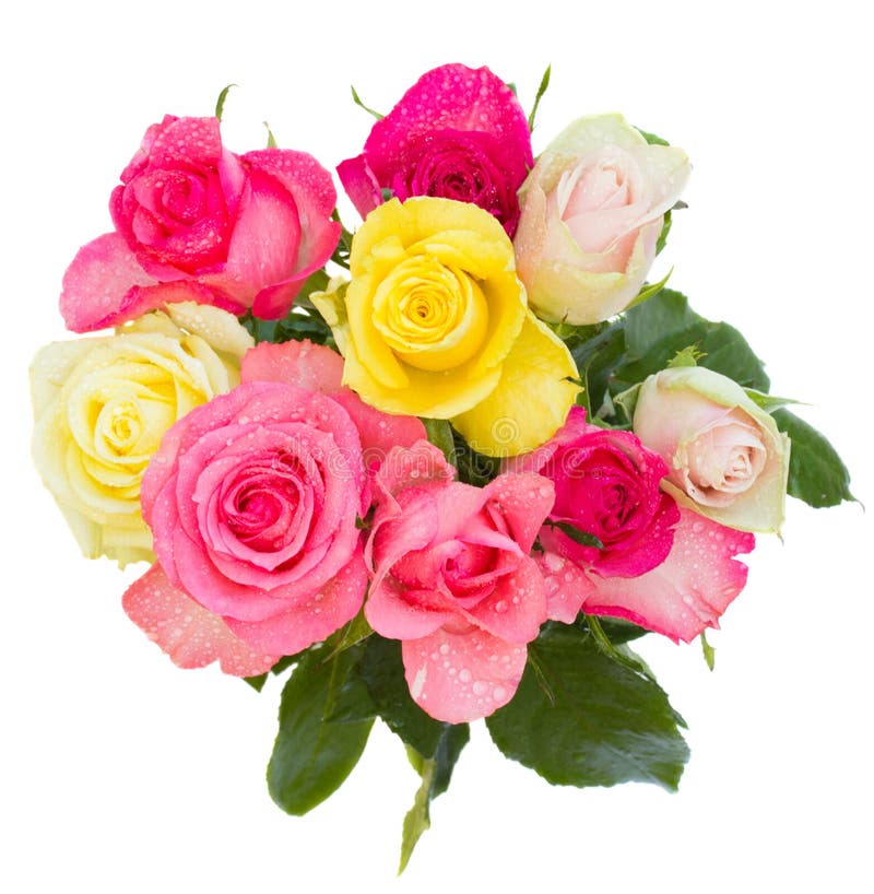 Roses Flowers Pink Rose Flower Stock Image - Image of orange, garden ...