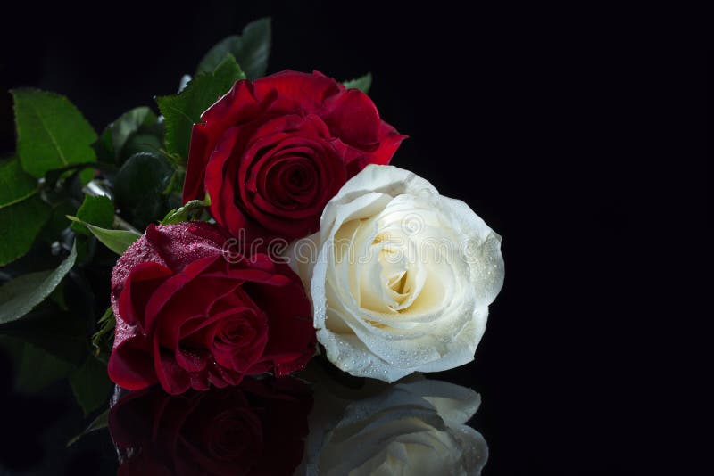 Bouquet of Roses on a Black Background with Reflection Stock Photo ...