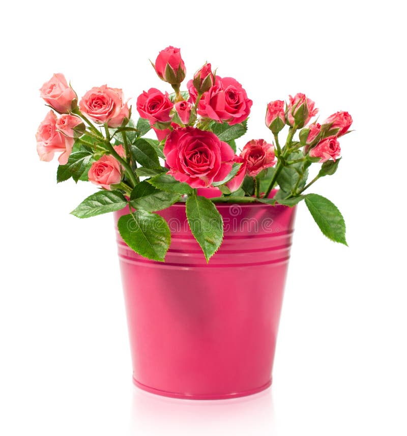 Bouquet of Roses in a Bucket Stock Photo - Image of rose, band: 31011204