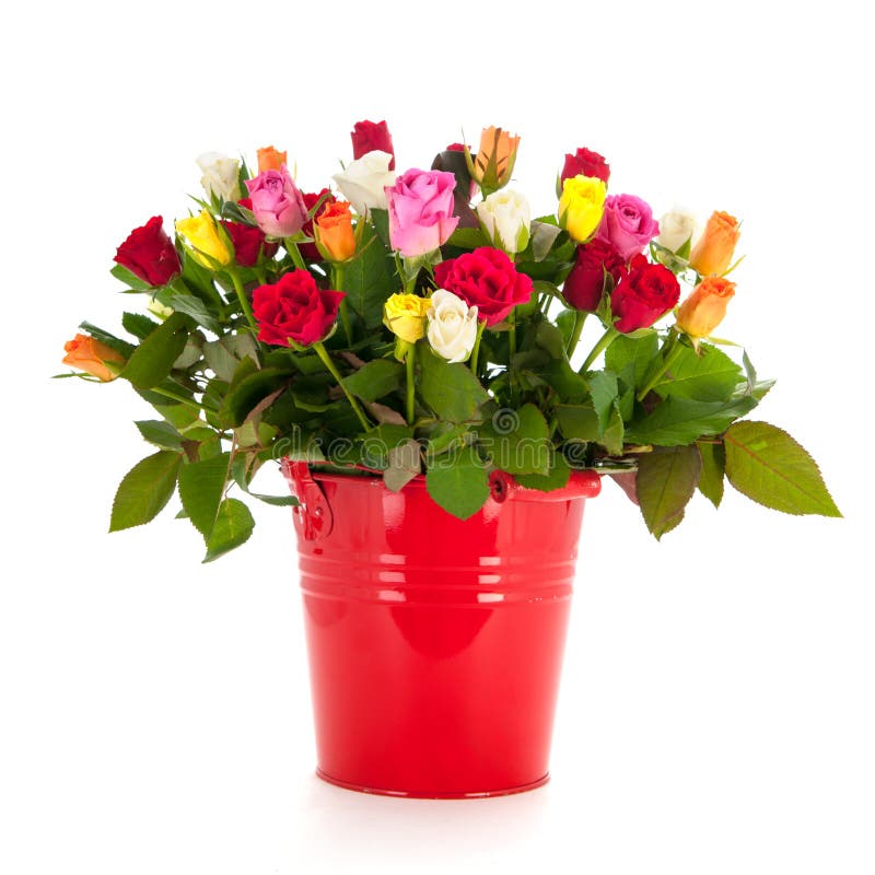 Bucket with roses stock image. Image of botanical, container - 11080789
