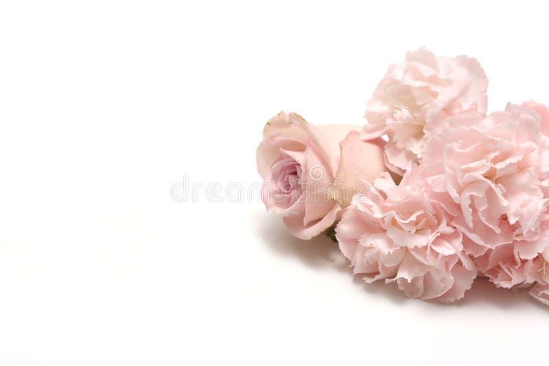 Bouquet of Roses and Carnation Isolated on a White Background Stock ...