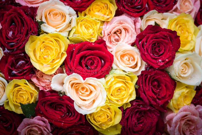 Bouquet of Roses with Dew Drops Stock Photo - Image of outdoors, group ...