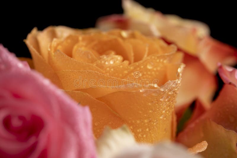 Bouquet of Roses of Different Colors Close-up Stock Image - Image of ...