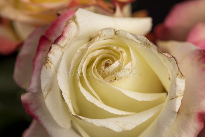 Bouquet of Roses of Different Colors Close-up Stock Photo - Image of ...