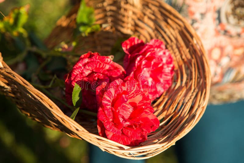 A Bouquet of Roses. Freshly Cut Roses in a Wicker Basket Stock Image ...