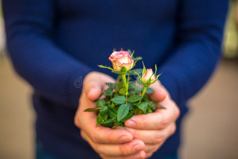 Cute Man Offering Pink Roses Stock Photos - Free & Royalty-Free Stock ...