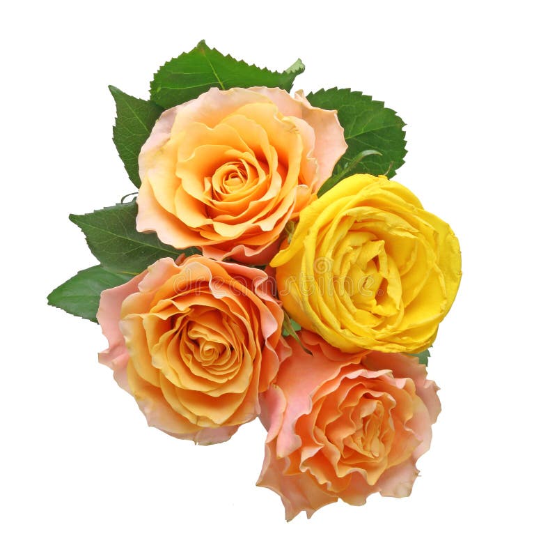 Bouquet of Roses with Leaves Stock Photo - Image of present, leaf: 71012672