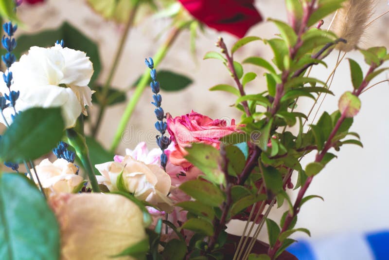 Roses in greenery stock image. Image of wildflower, roses - 211238937