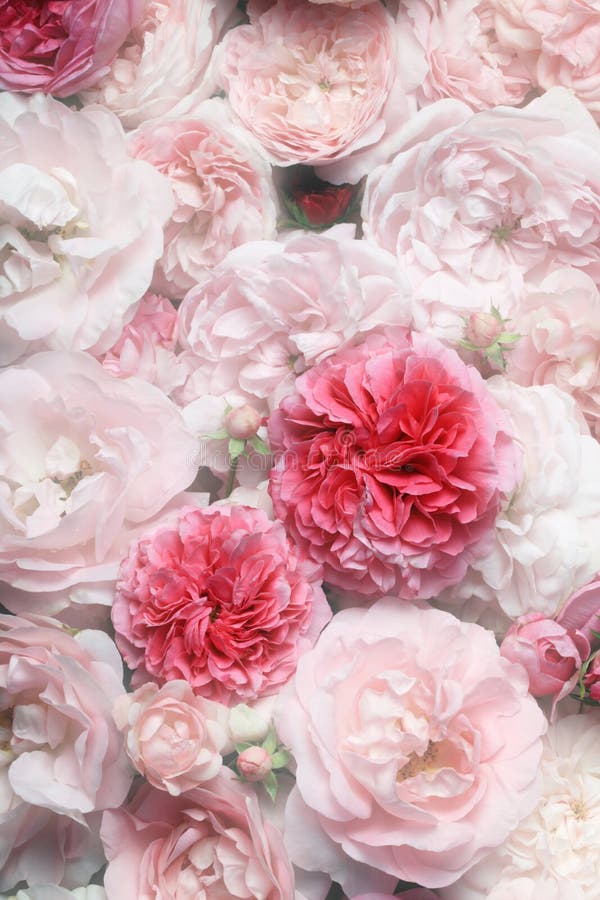 Bouquet of roses. stock photo. Image of decorative, celebrity - 33429314