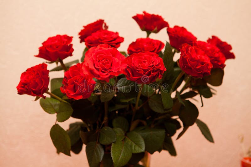 Bouquet of Roses in Red and Pink Colors Stock Image - Image of ...