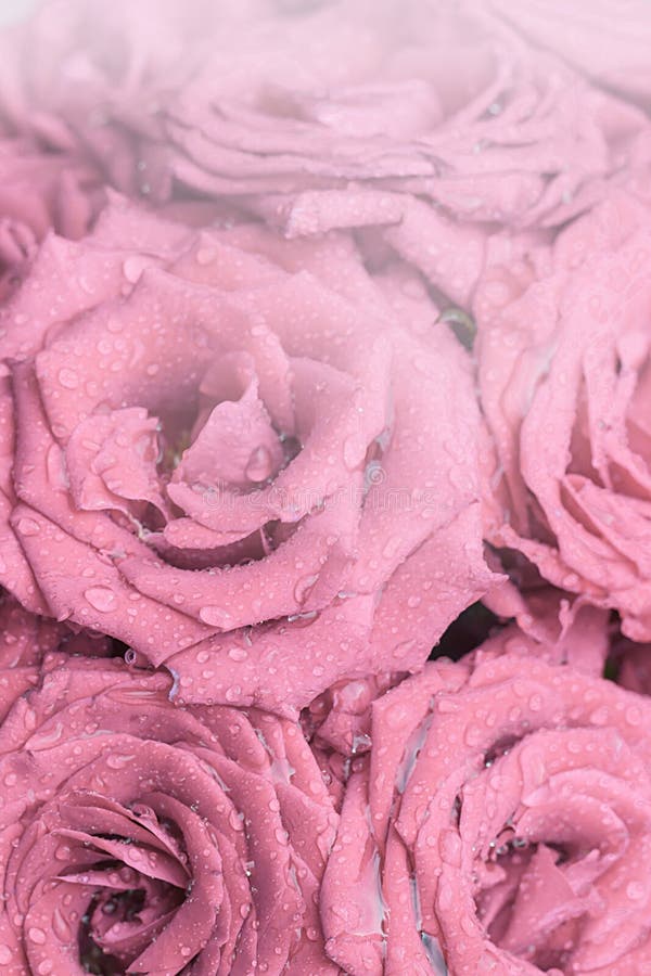 Bouquet of Roses with Water Drops Stock Photo - Image of flora, rose ...