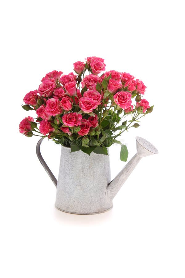 101 Pink Watering Can Red Roses Stock Photos - Free & Royalty-Free ...